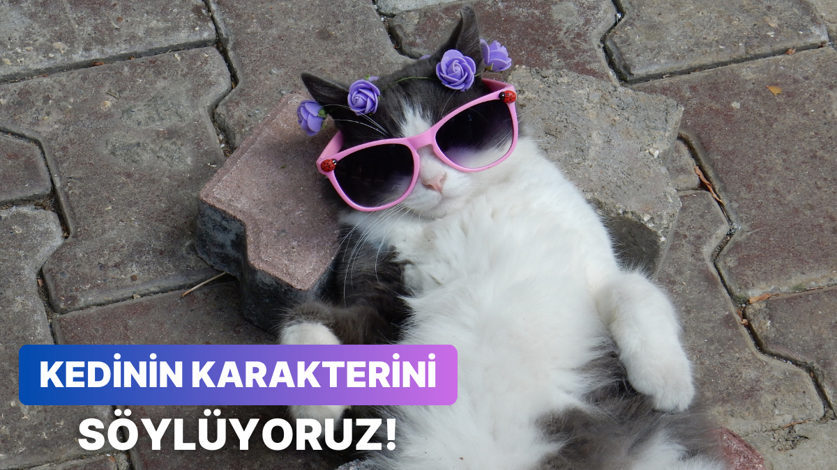 Senin Kedin Nasıl Bir Karaktere Sahip? - Onedio