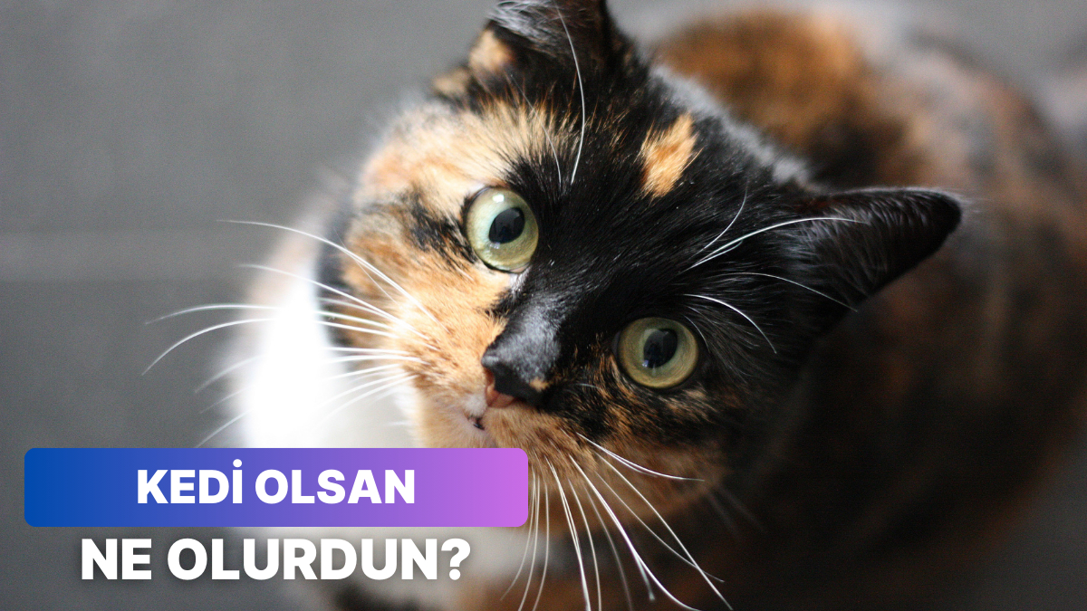 Bir Kedi Olsaydın Cinsin Ne Olurdu? - Onedio