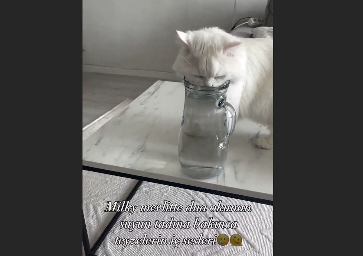 Bir Kedi Mevlit Sırasında Dua Okunan Suyun Tadına Bakmak İsteyince Kısa ...