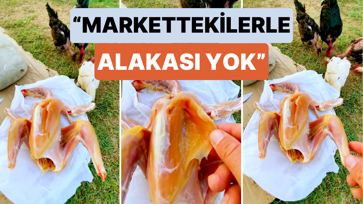 Bir Tavuk Üreticisi Kendi Yetiştirdiği Tavuklardan Birini Paylaştı ...