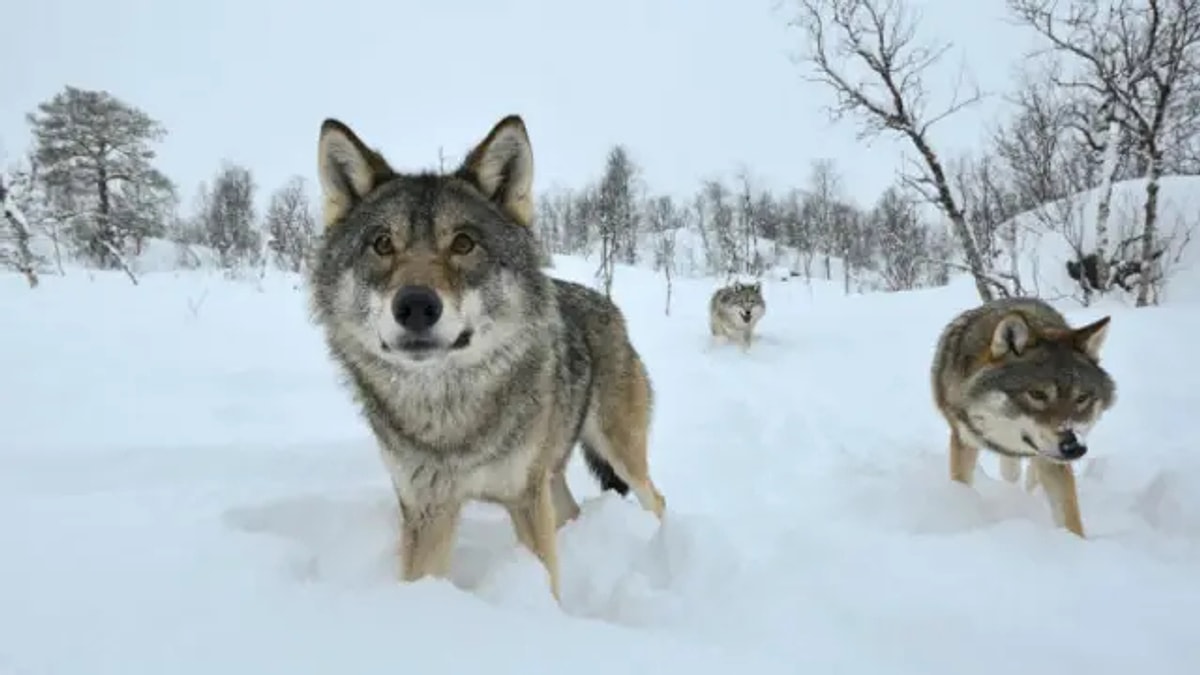 Rüyada Kurt Görmek Ne Demek, Neye İşaret? - Onedio