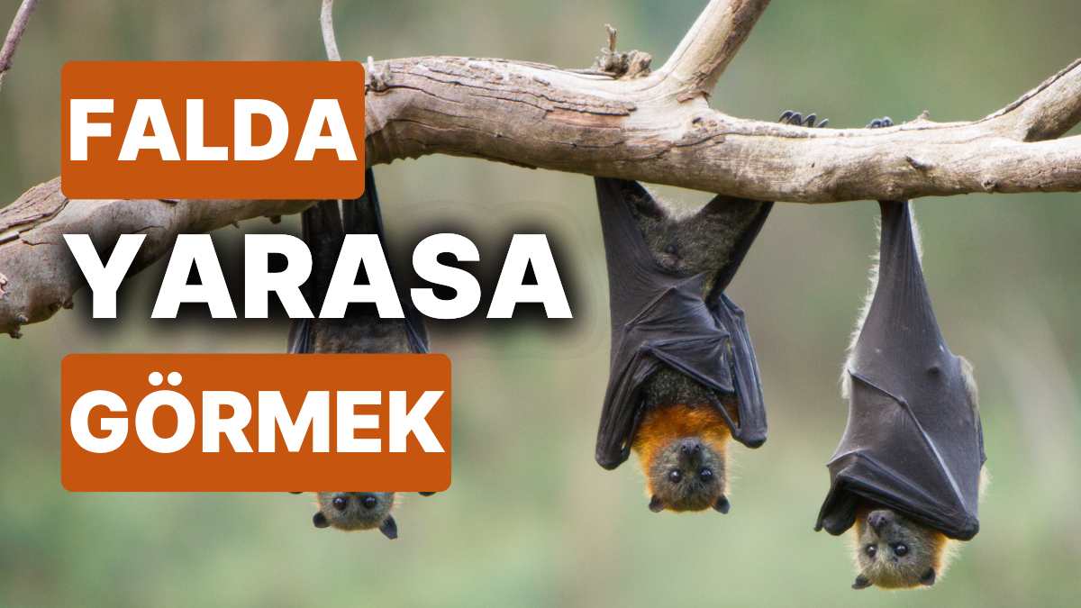Falda Yarasa Görmek Ne Anlama Gelir? - Onedio
