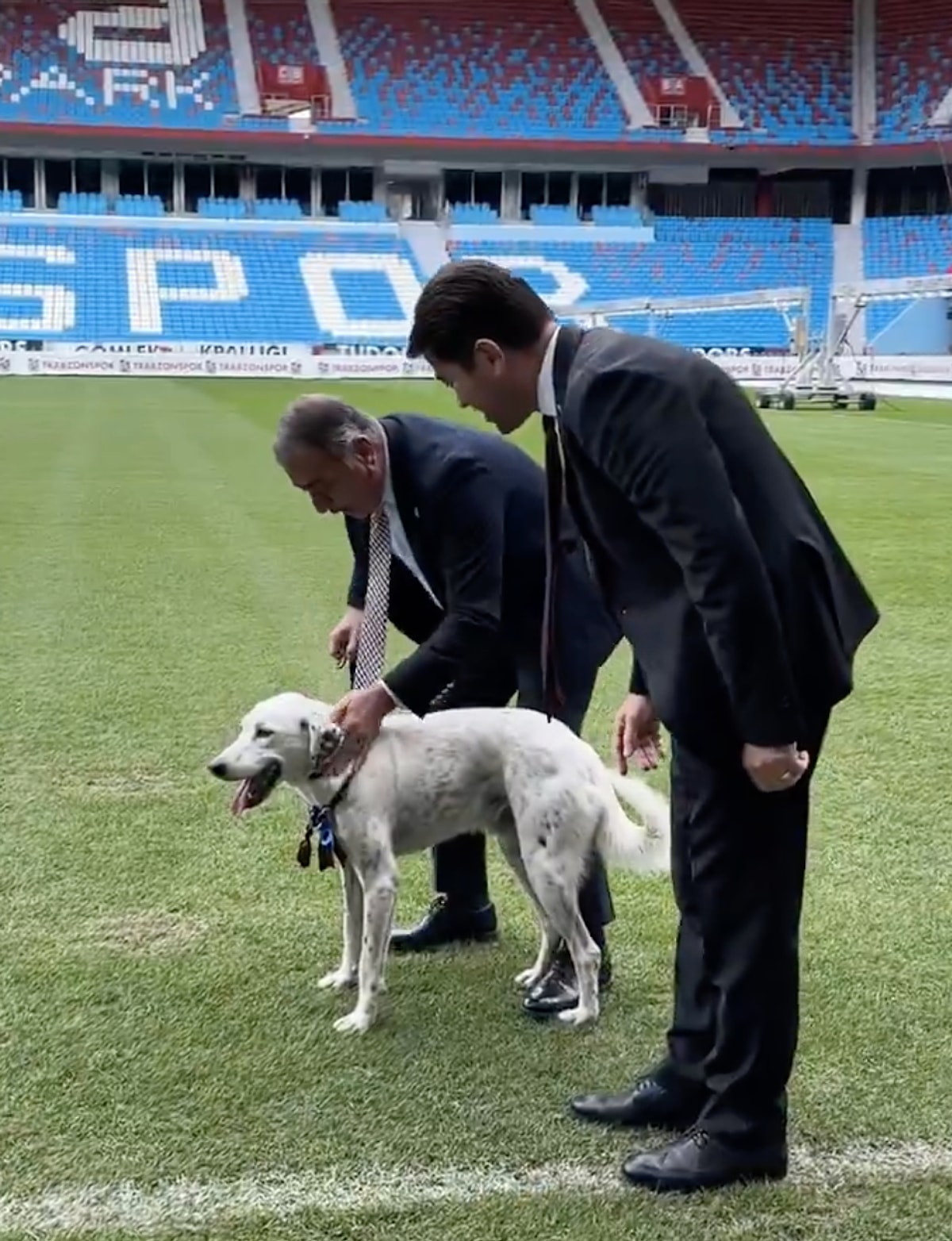 Maç Öncesi Sahaya Giren Zibidi Adlı Tatlı Köpeği Trabzonspor Sahiplendi ...