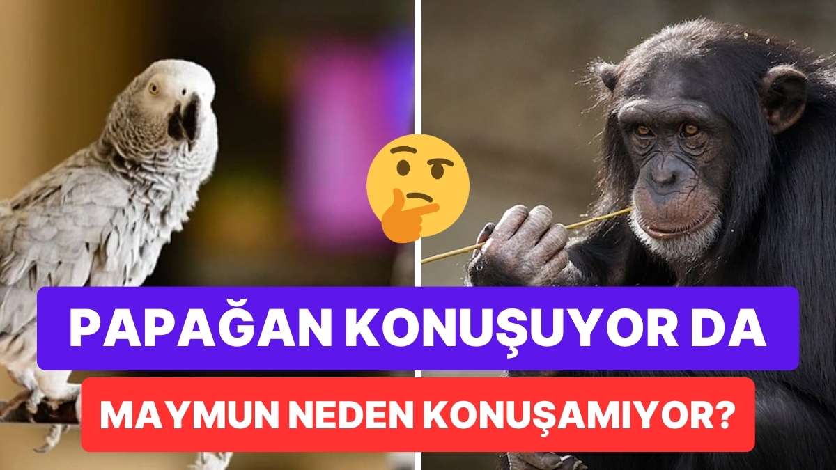 Primatlar Neden İnsan Sesi Taklit Edemez? - Onedio