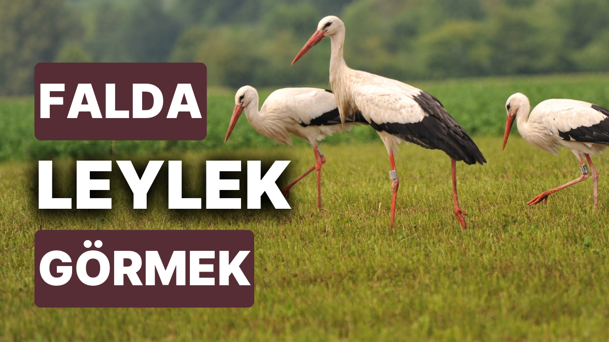 Falda Leylek Görmek Ne Anlama Gelir, İyi midir? - Onedio