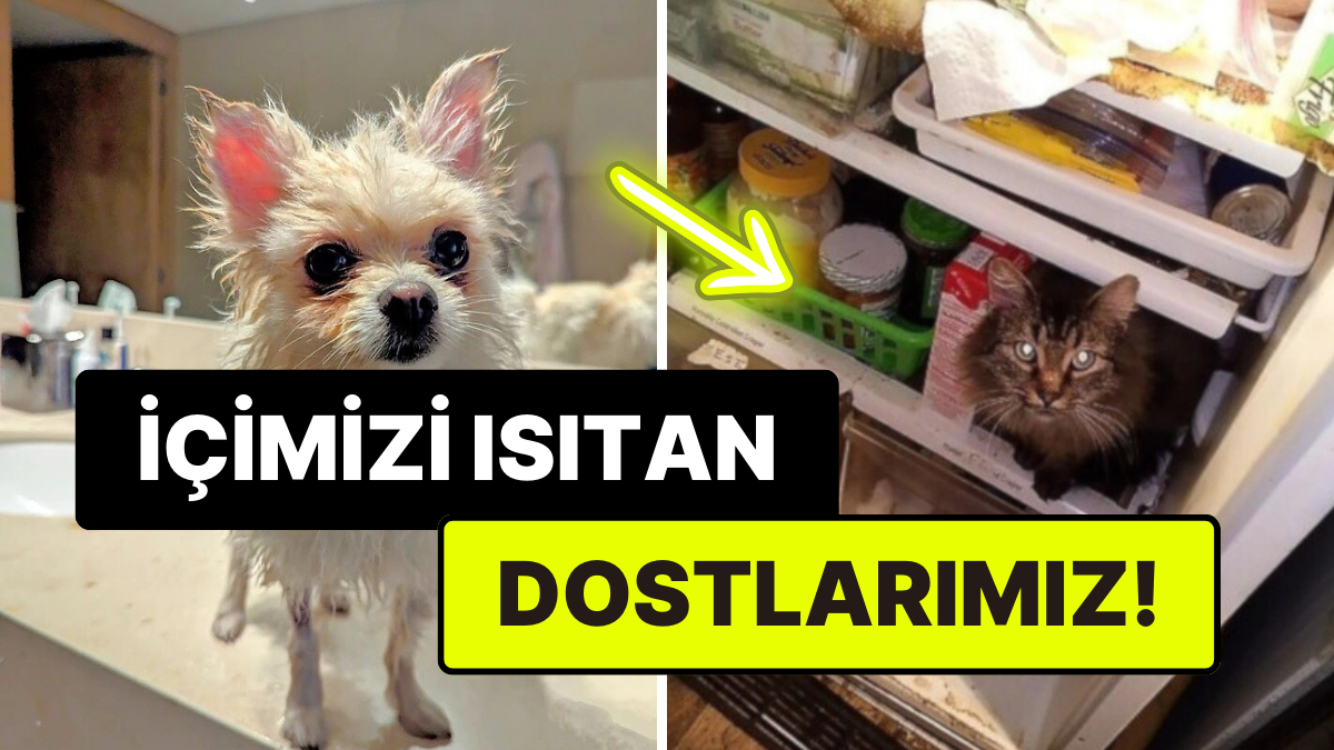 Gördükten Sonra İçinizi Yumuşacık Edecek Birbirinden Tatlı Evcil Hayvan ...