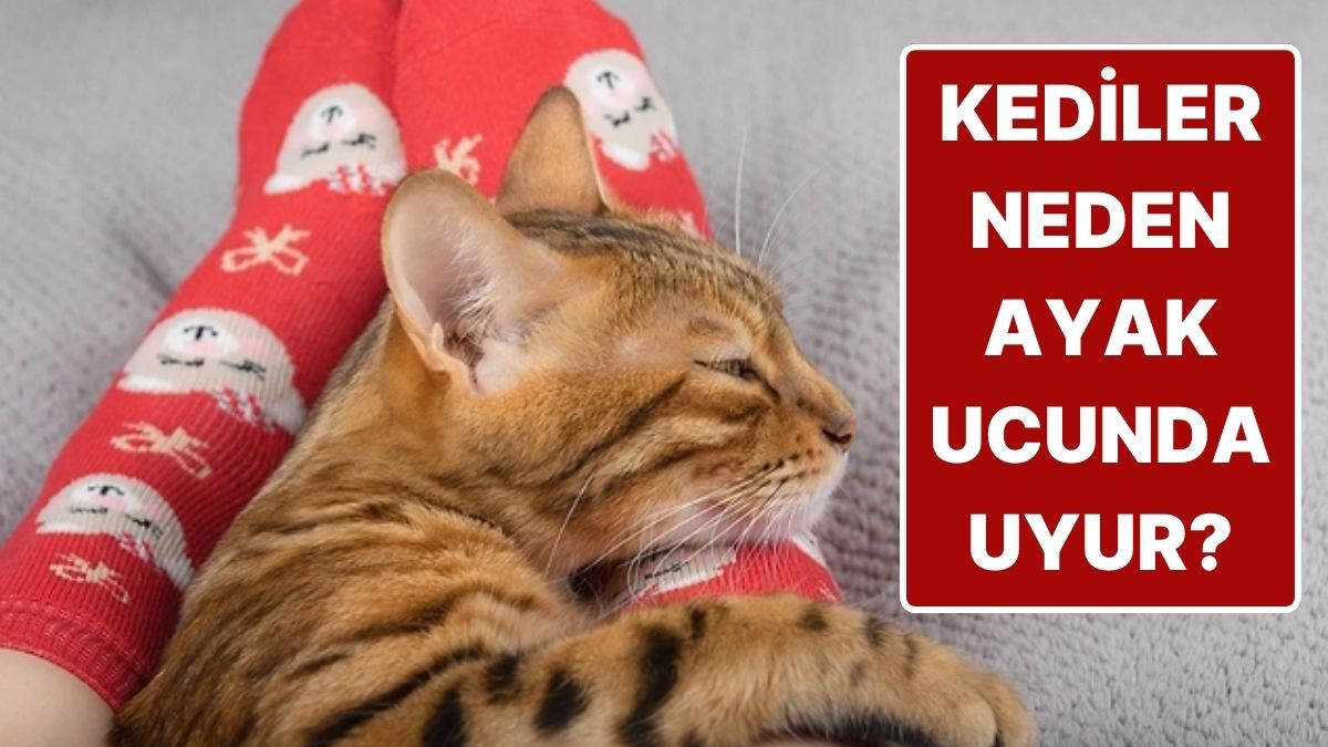 Kediler Neden Ayak Ucunda Yatar? - Onedio