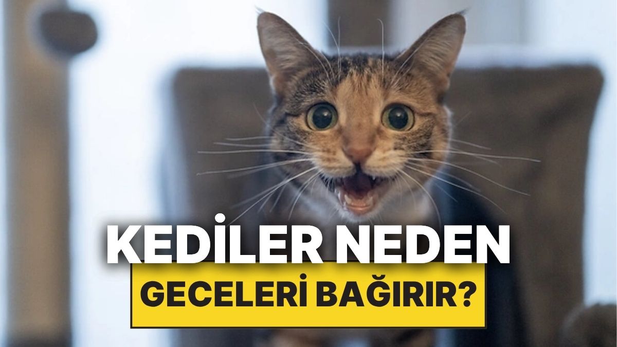 Kediler Geceleri Neden Bağırır? - Onedio