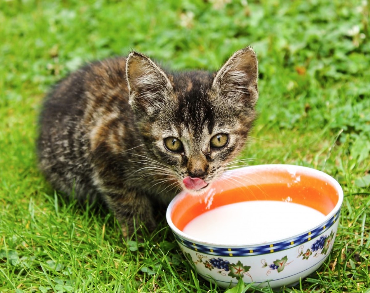 Can a Cat Drink Milk? Should You Give a Cat Milk? - Onedio