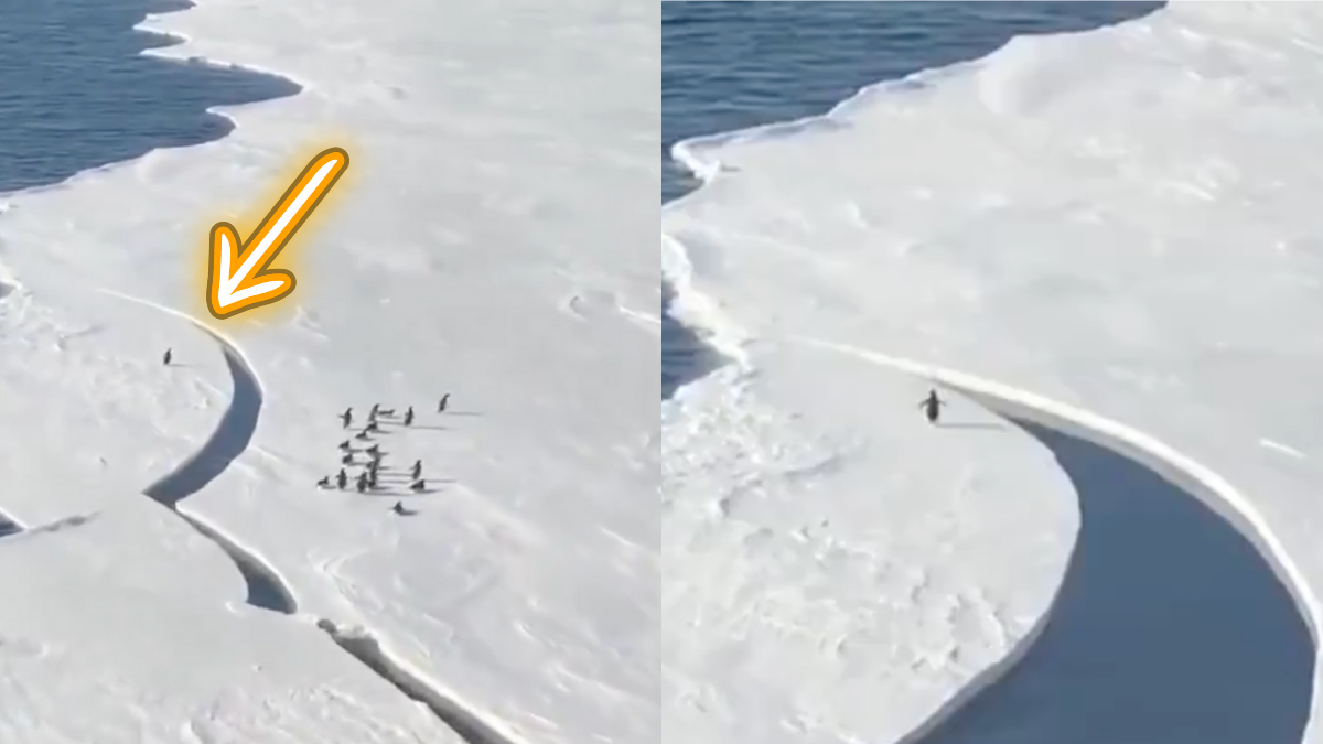 New Viral: Penguin Stranded on Breaking Ice - Onedio