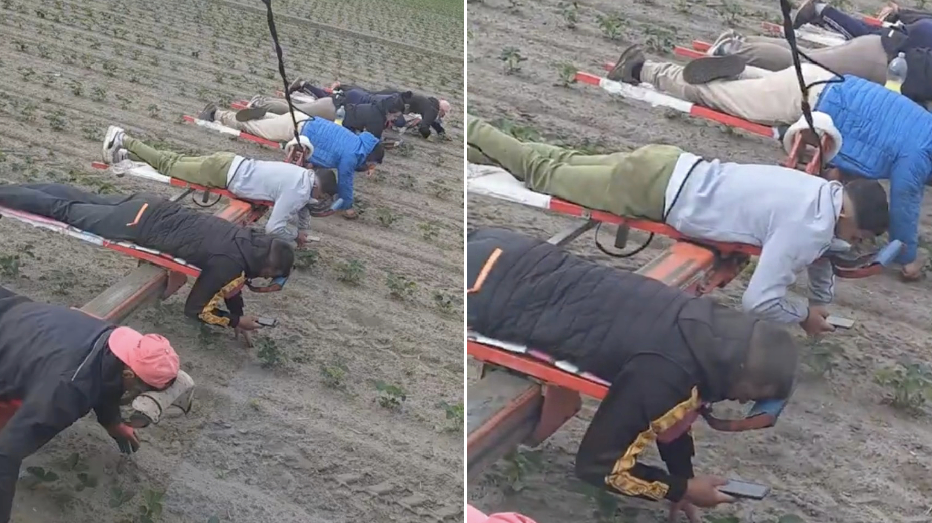 Workers Clean Strawberry Field While Playing on Phones - Onedio